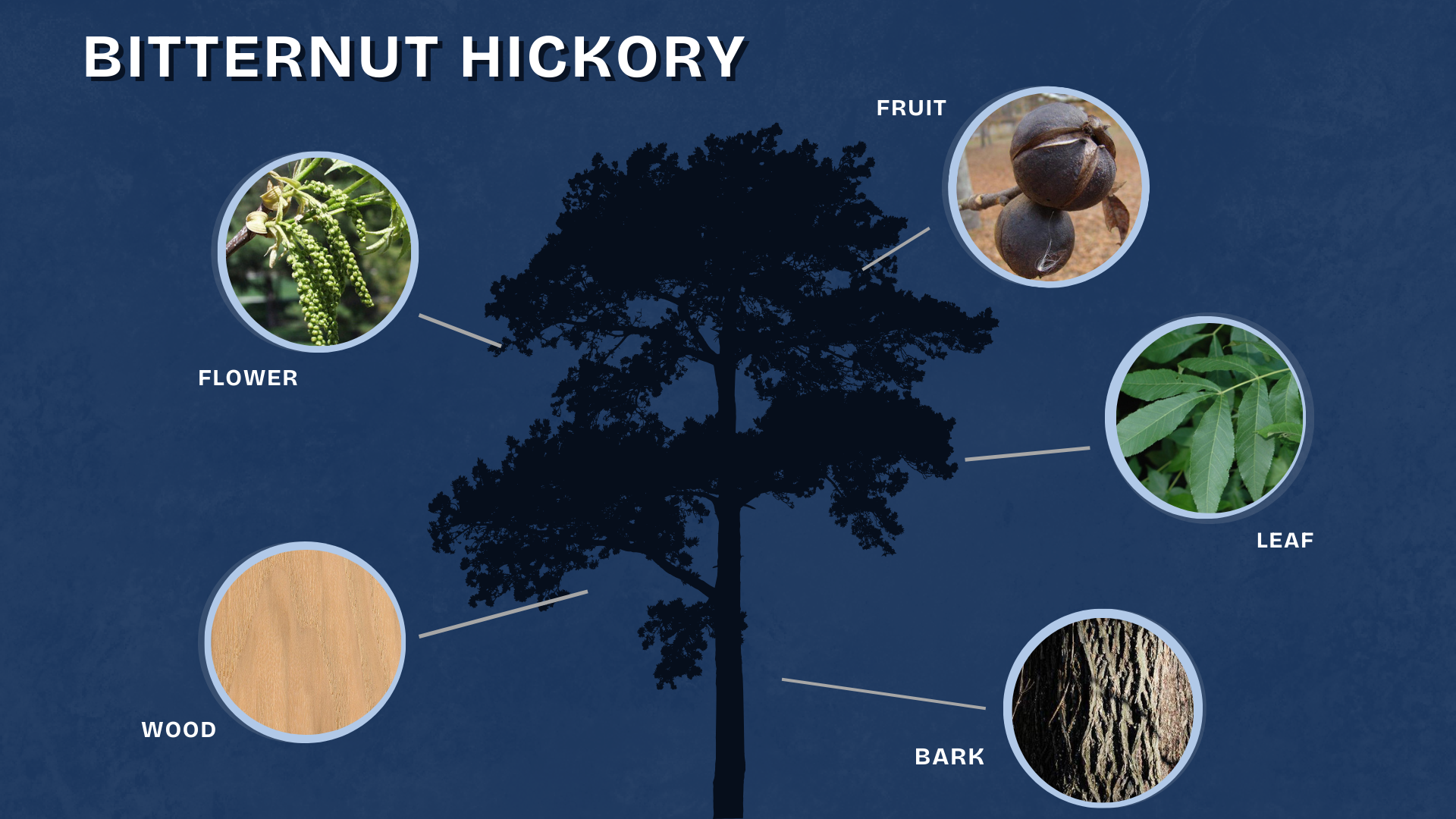 Bitternut Hickory | Forestry and Natural Resources