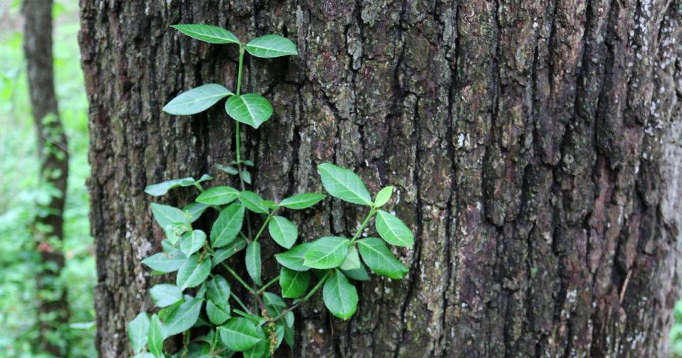 2024 Invasive Plant Conference | Forestry and Natural Resources